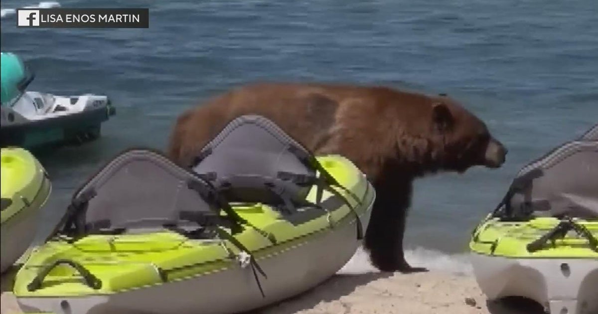 Video shows bear strolling across crowded Lake Tahoe beach ...Middle East