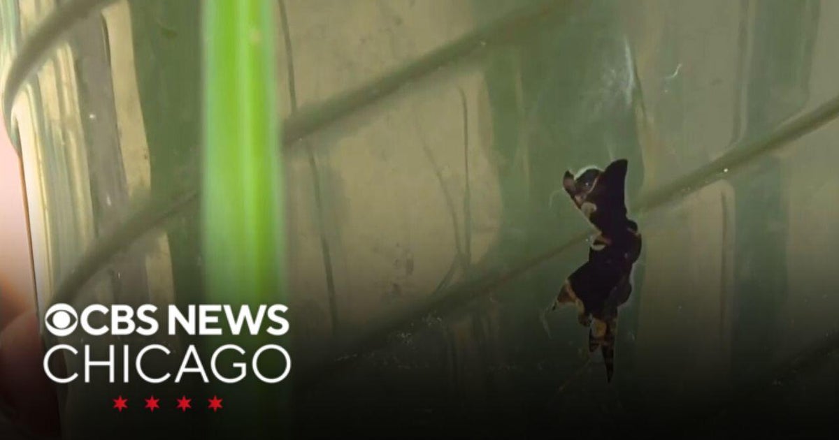 Bullets coming through windows leave Chicago seniors feeling unsafe ...