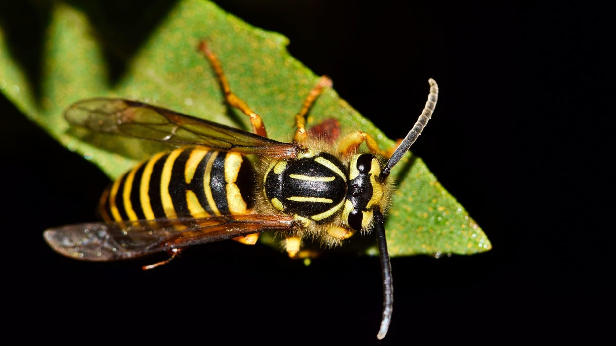 More aggressive yellowjacket species has moved into Massachusetts ...