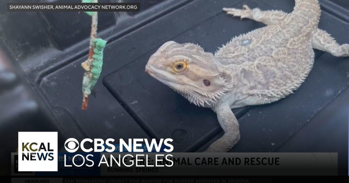An animal advocacy network works to rescue animals from the Line Fire ...