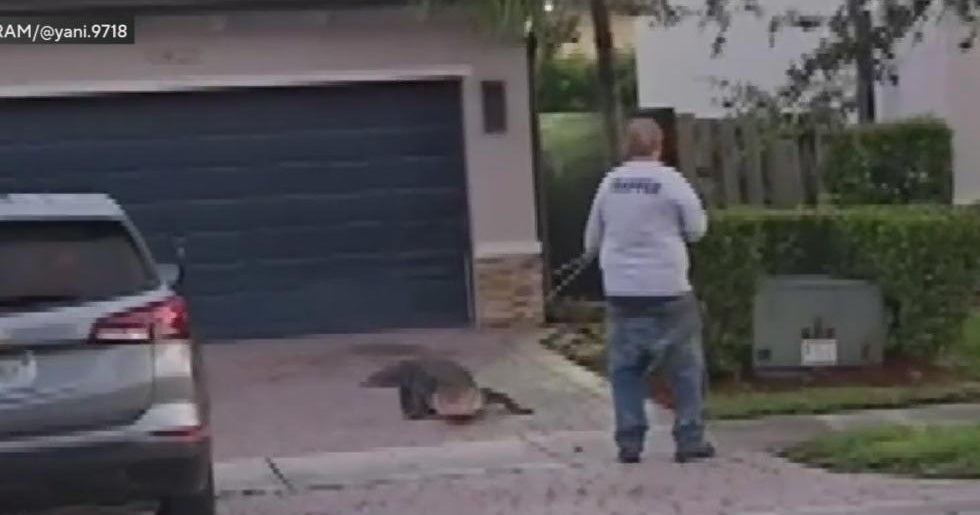 Cutler Bay gator takes family by surprise - CBS Miami