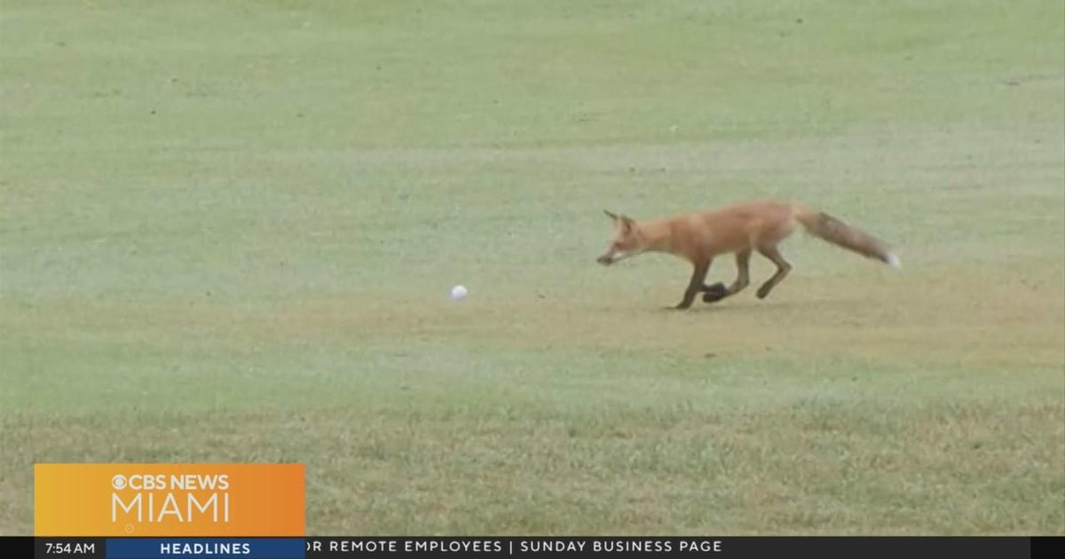 Feisty fox stealing golf ball captured on camera - CBS Miami