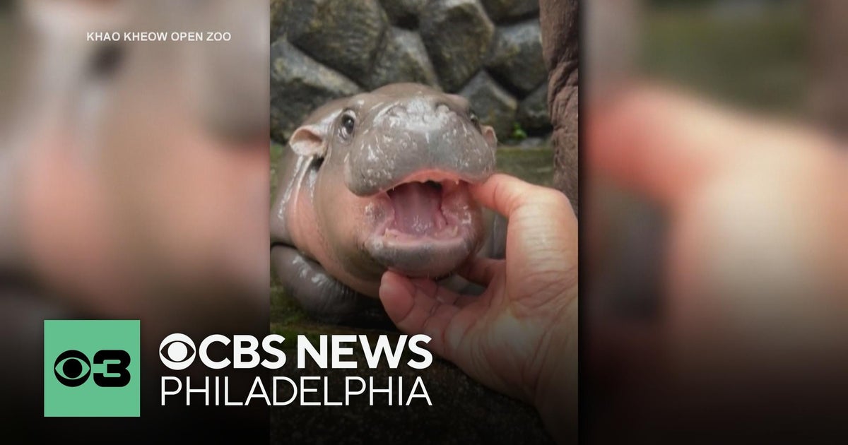 Meet Moo Deng, the adorable baby hippo taking the internet by storm at ...