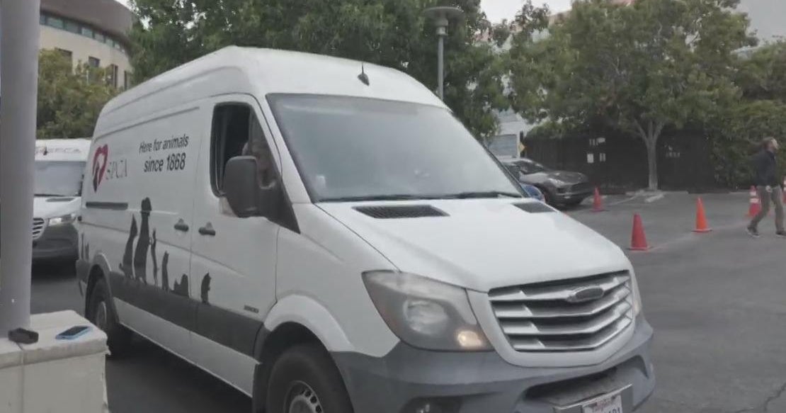 SF SPCA takes in animals overwhelmed in Orange County shelters - CBS ...