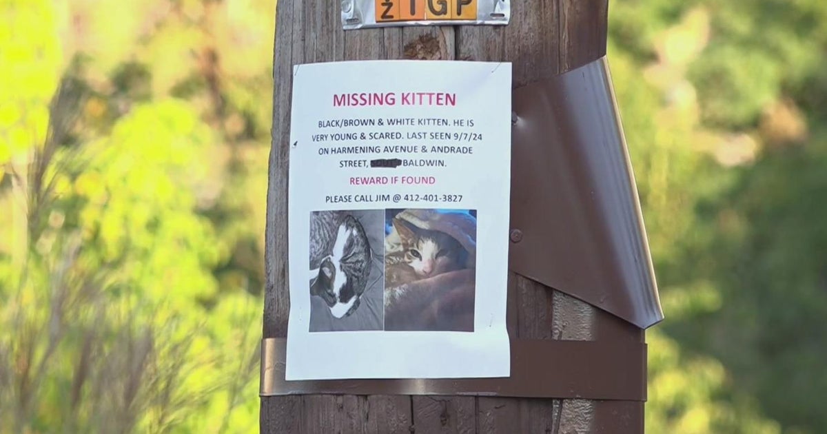 Scammer targets woman who lost her cat - CBS Pittsburgh