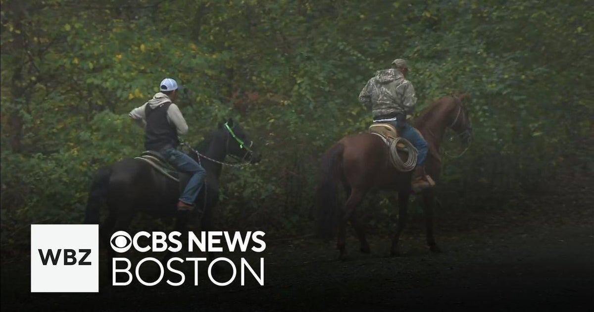 Search continues for bull in North Attleboro after escaping rodeo - CBS ...