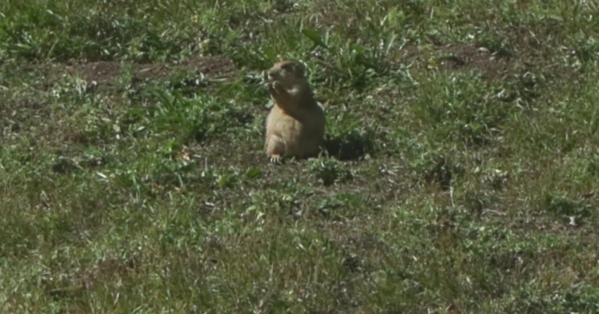 Conservationists sound the alarm about protecting prairie dog habitat ...