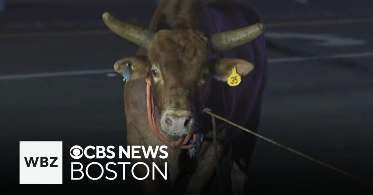 Bull captured after escaping rodeo in North Attleboro - CBS Boston