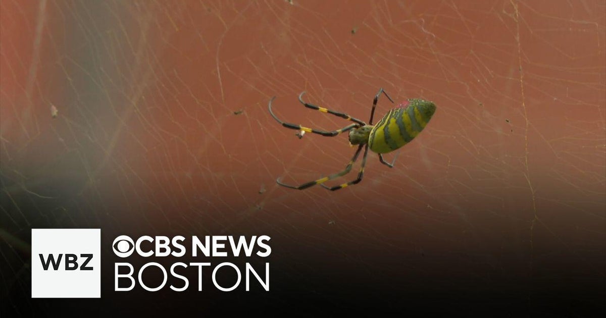 Giant Joro spider spotted in Boston's Beacon Hill, leaving residents on ...