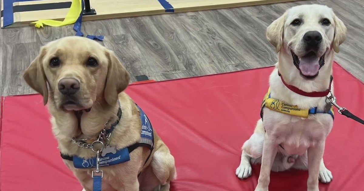 Lonestar makes new friends in service dog training - CBS Texas