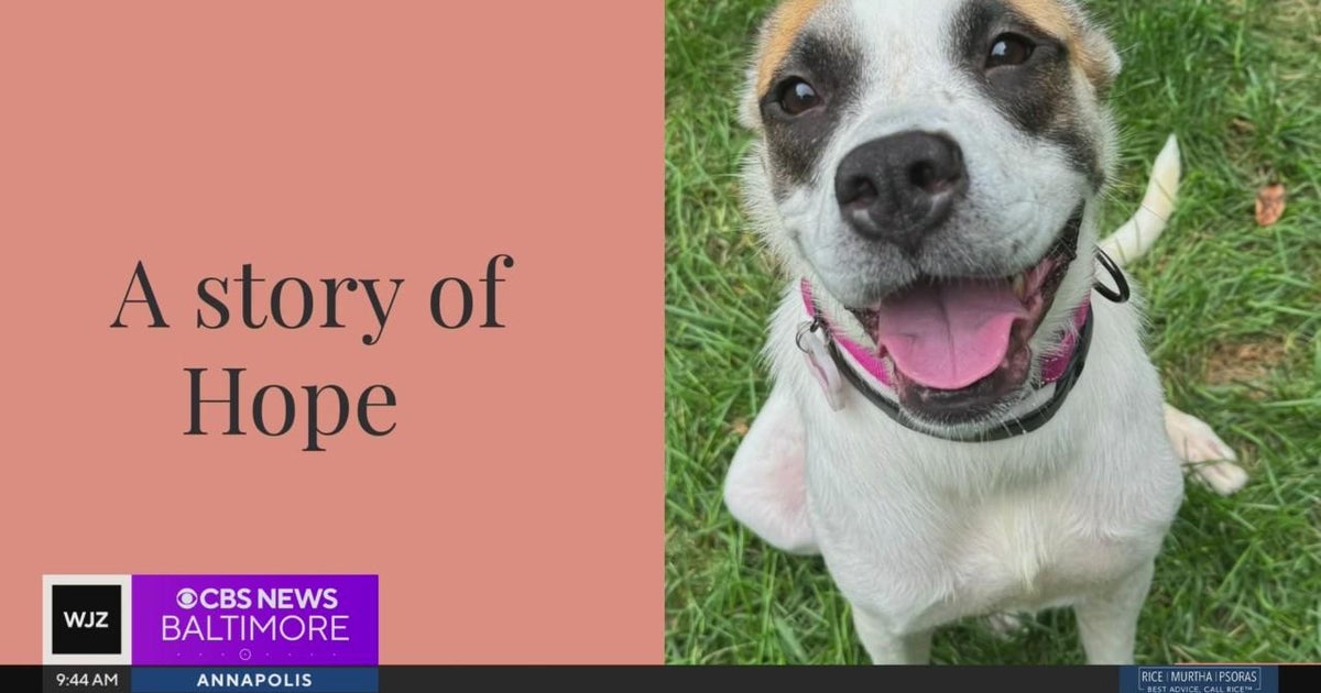 Meet Hope, a dog who has overcome her humble start | Furever Home - CBS ...