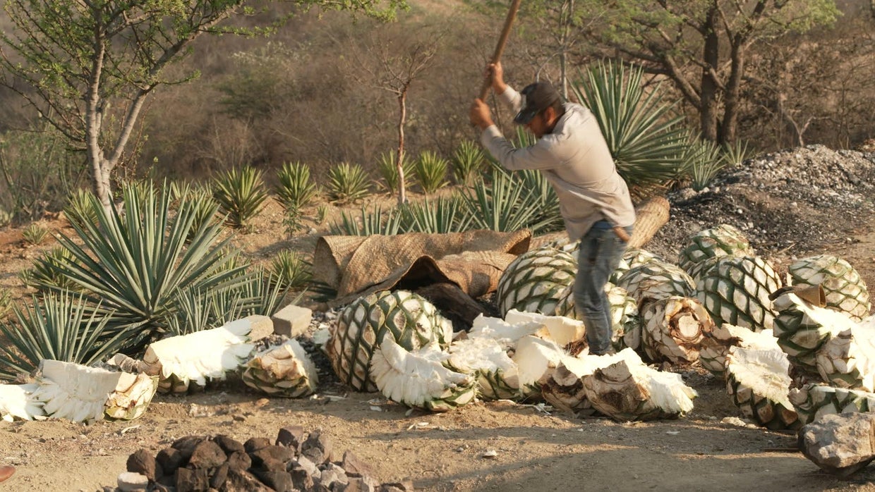 Mezcal boom changes lives for Oaxacan families | 60 Minutes - CBS News