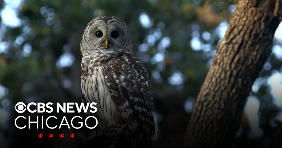 Hundreds of barred owls to be killed to prevent extinction of spotted ...