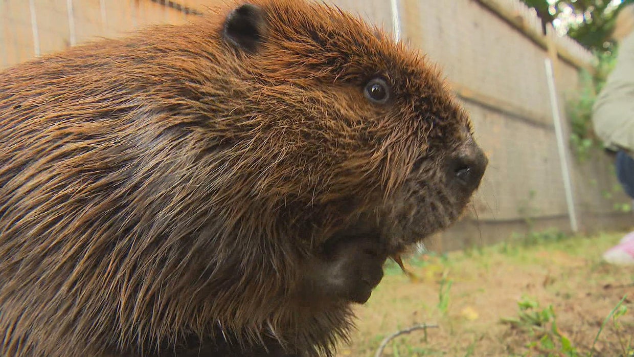 Nibi the beaver can stay with Massachusetts rescue group for now, judge rules - CBS Boston