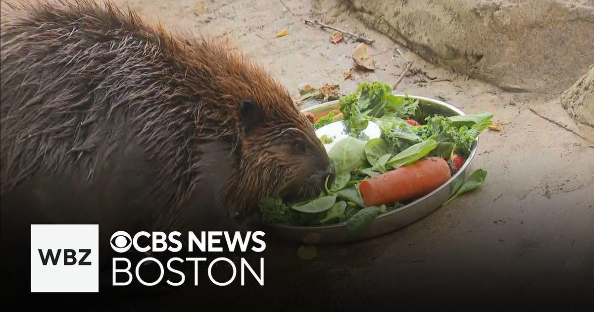 Nibi the beaver meets Gov. Healey after she gets to stay at wildlife ...