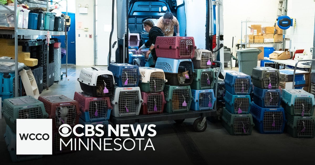 55 cats rescued from northern Minnesota home - CBS Minnesota