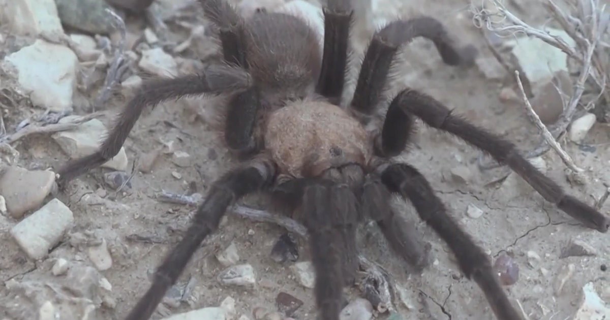 Tarantulas on the move for mating season in La Junta - CBS Colorado