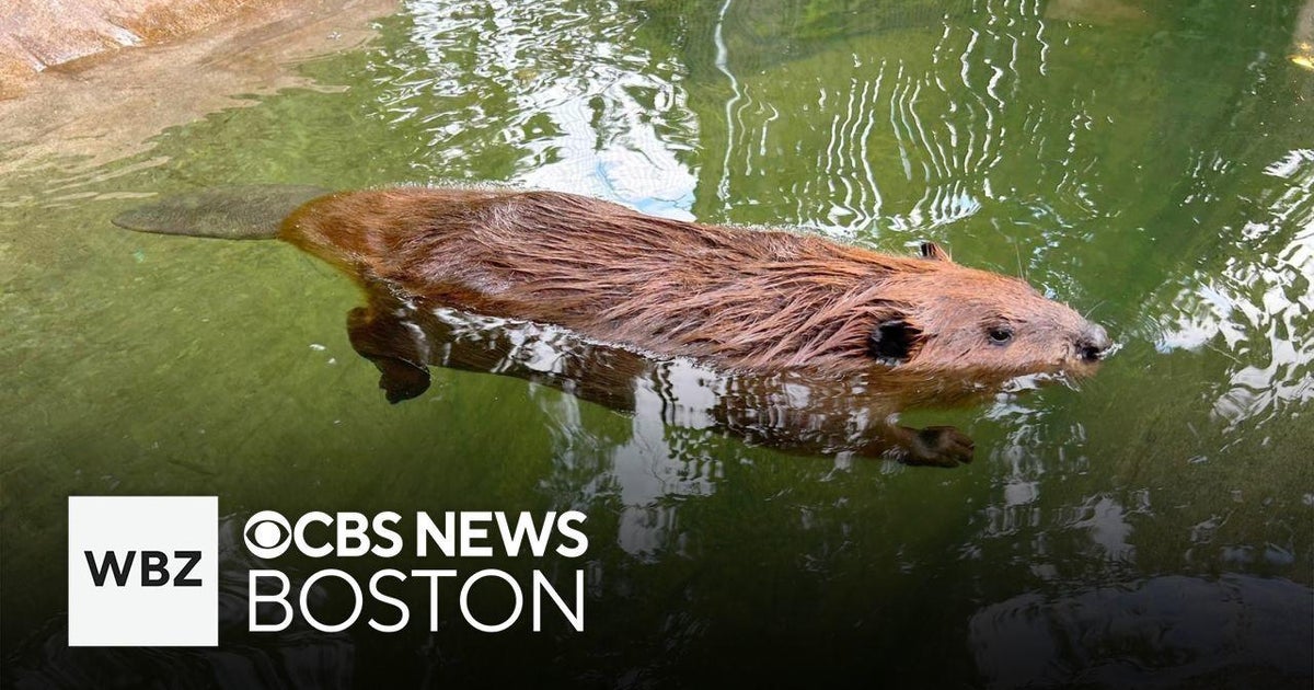Nibi the beaver meets Gov. Healey after she's allowed to stay with ...