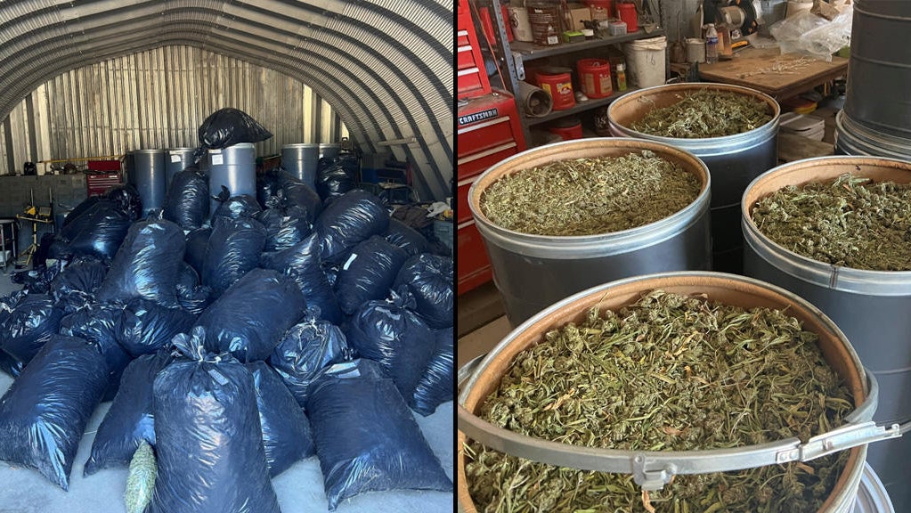30K plants, 11 tons of processed cannabis seized in Mendocino Co ...