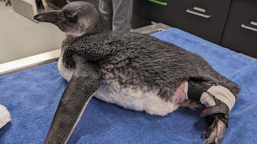 Penguin undergoes first-of-its-kind ankle surgery at California Academy ...