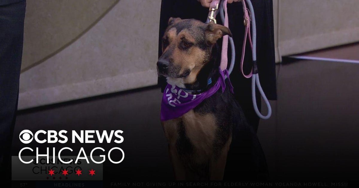 Pet Rescue Spotlight: Meet Echo from Border Tails Rescue - CBS Chicago