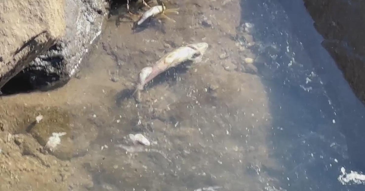 Santa Cruz Harbor works to clean up thousands of dead anchovies - CBS ...