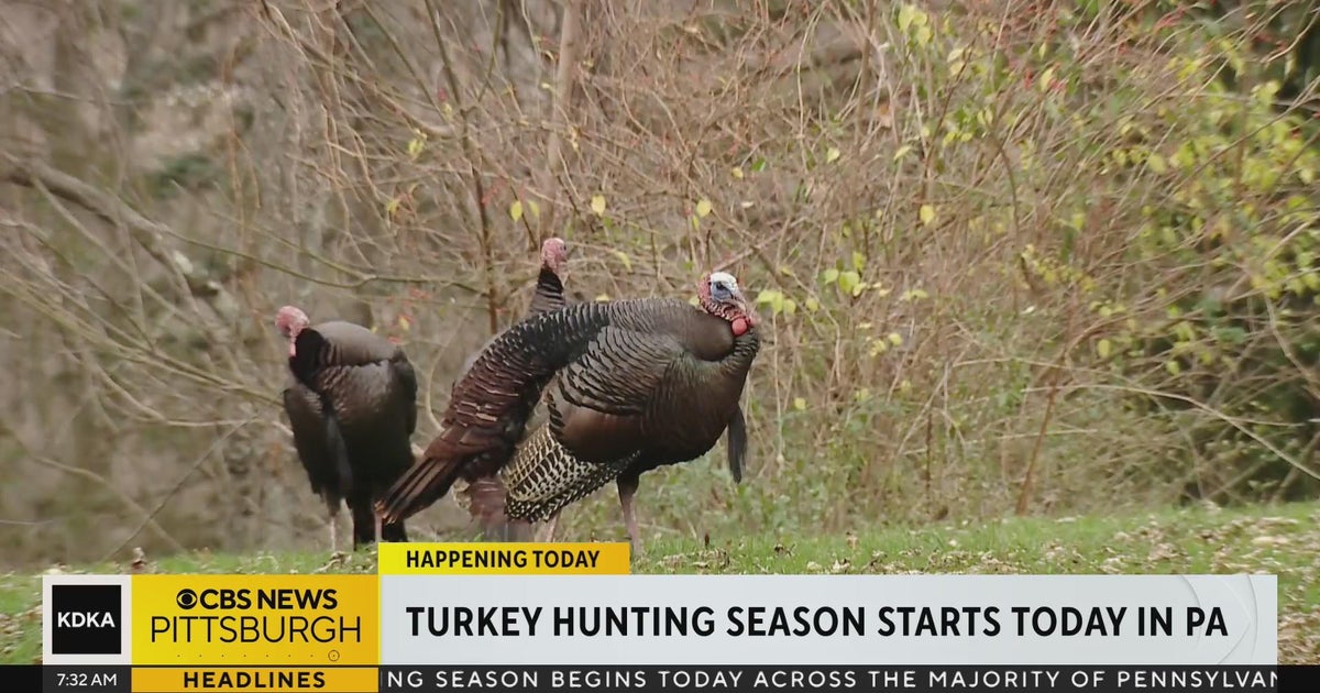 Pennsylvania's fall turkey hunting season begins today - CBS Pittsburgh