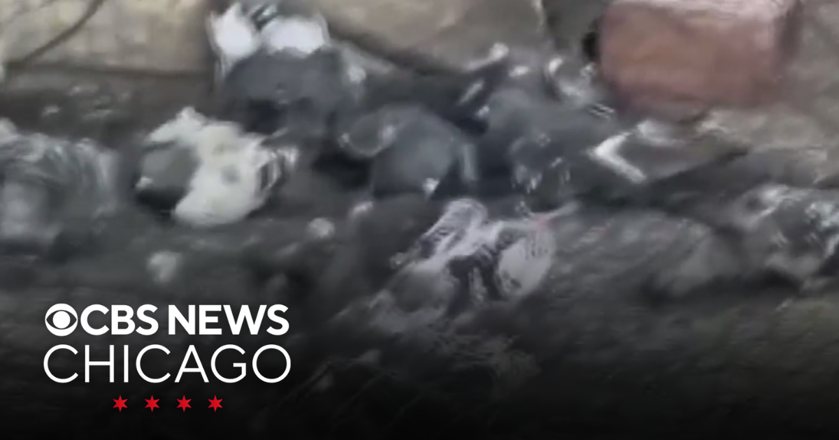 Animal advocates furious after pigeons are trapped in Chicago suburbs ...