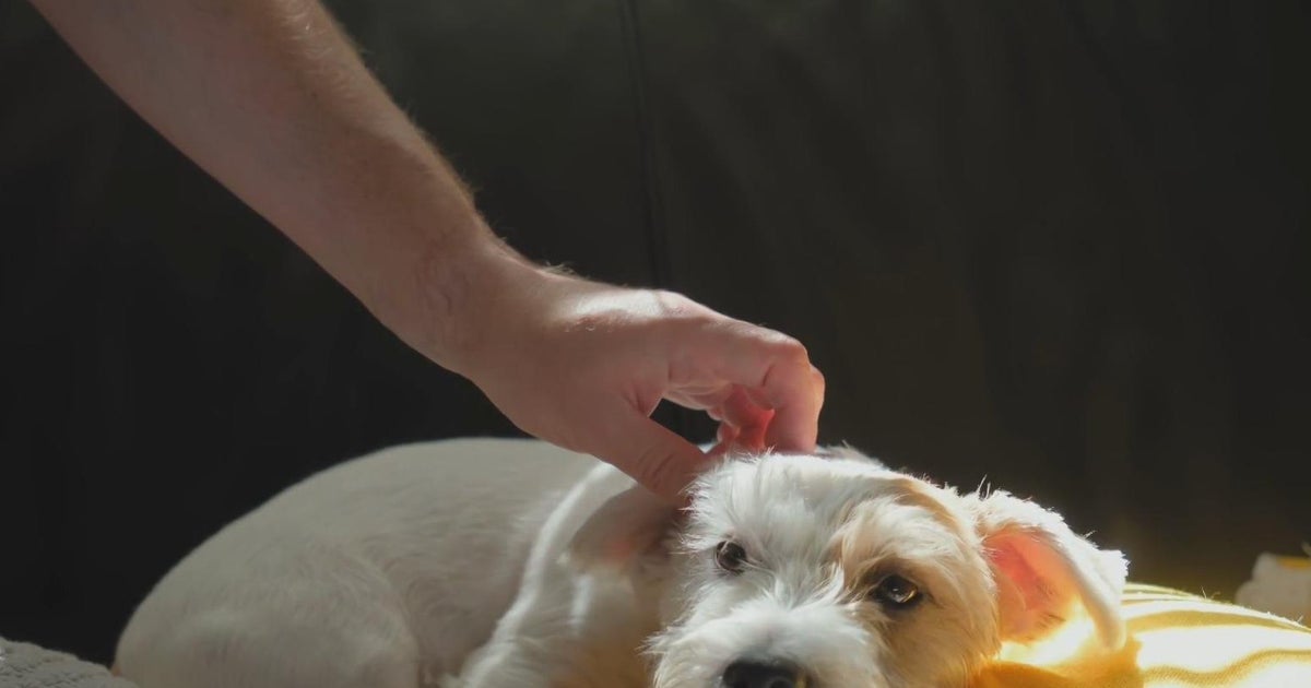 Pennsylvania expert explains how daylight saving time impacts your pets ...