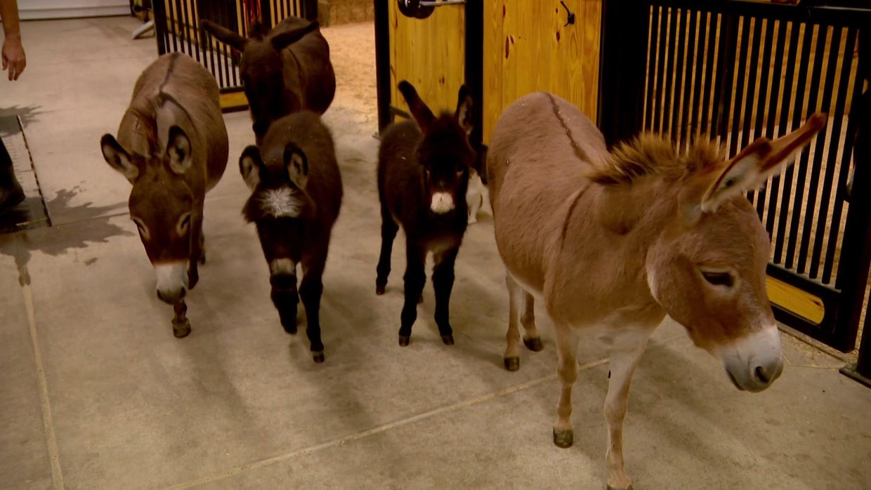 Donkeys at New Germany's Hee-Haw Hallow building close bonds with humans, animals alike - CBS ...