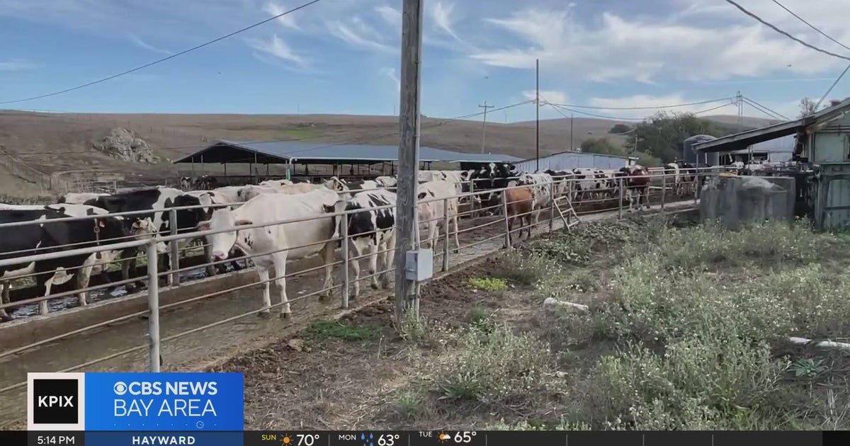 North Bay ranchers now worry about avian flu spreading to their cattle ...