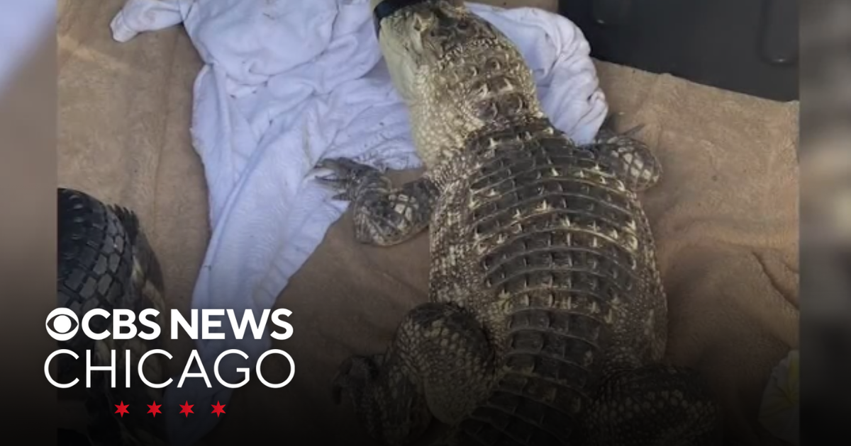 Michigan State Police find alligator during drug raid - CBS Chicago