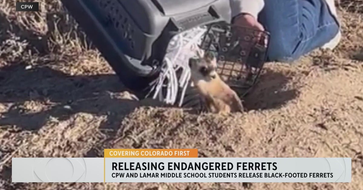 Colorado Parks and Wildlife releases endangered black-footed ferrets ...