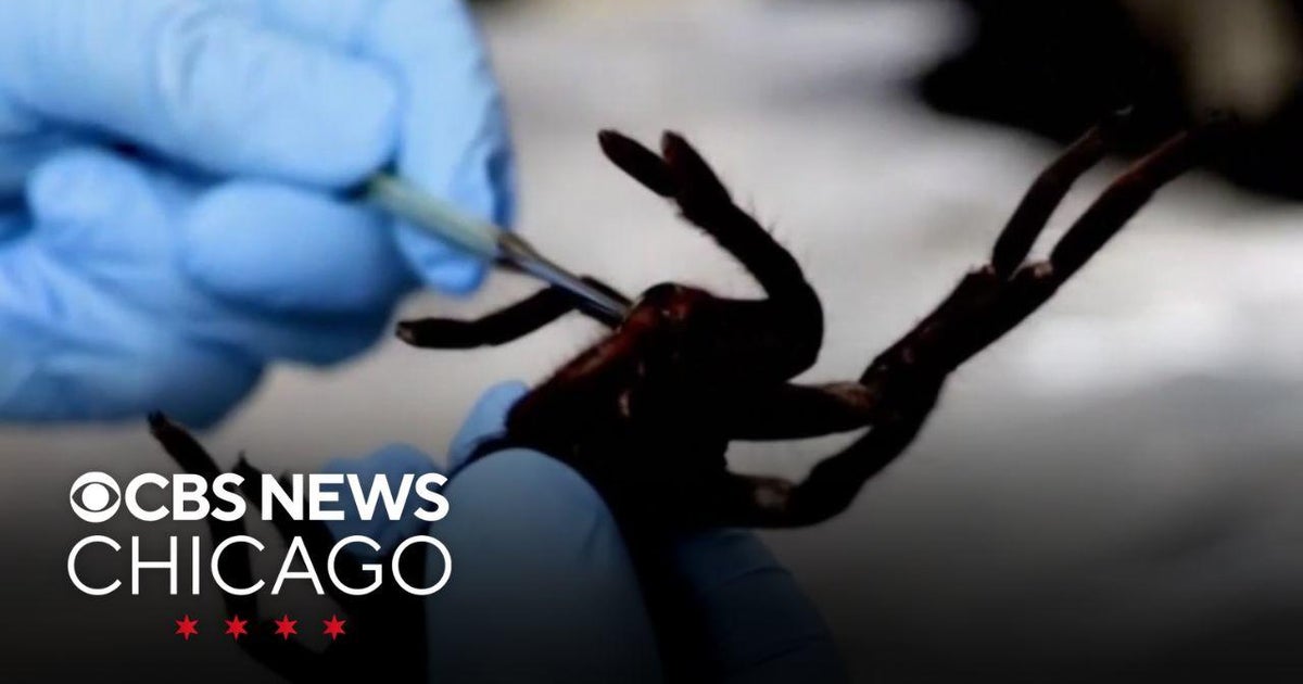 Bug smuggler busted at airport in Peru - CBS Chicago