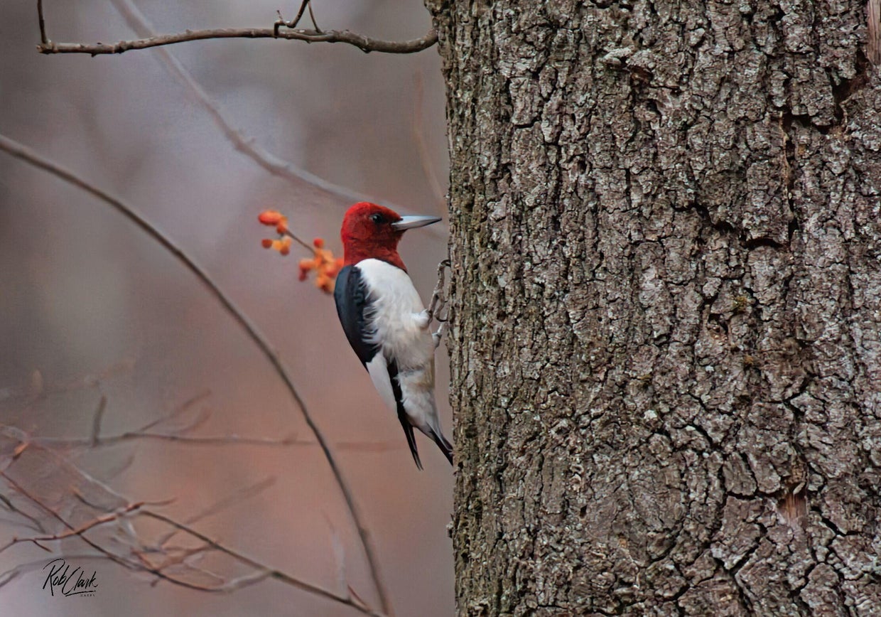 Rare red-headed woodpecker spotted in Pittsburgh area - CBS Pittsburgh