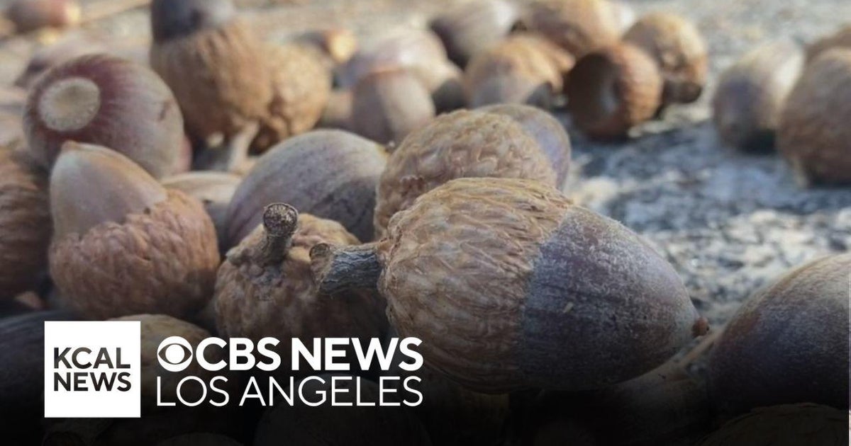 Traditional harvesting of acorns - CBS Los Angeles