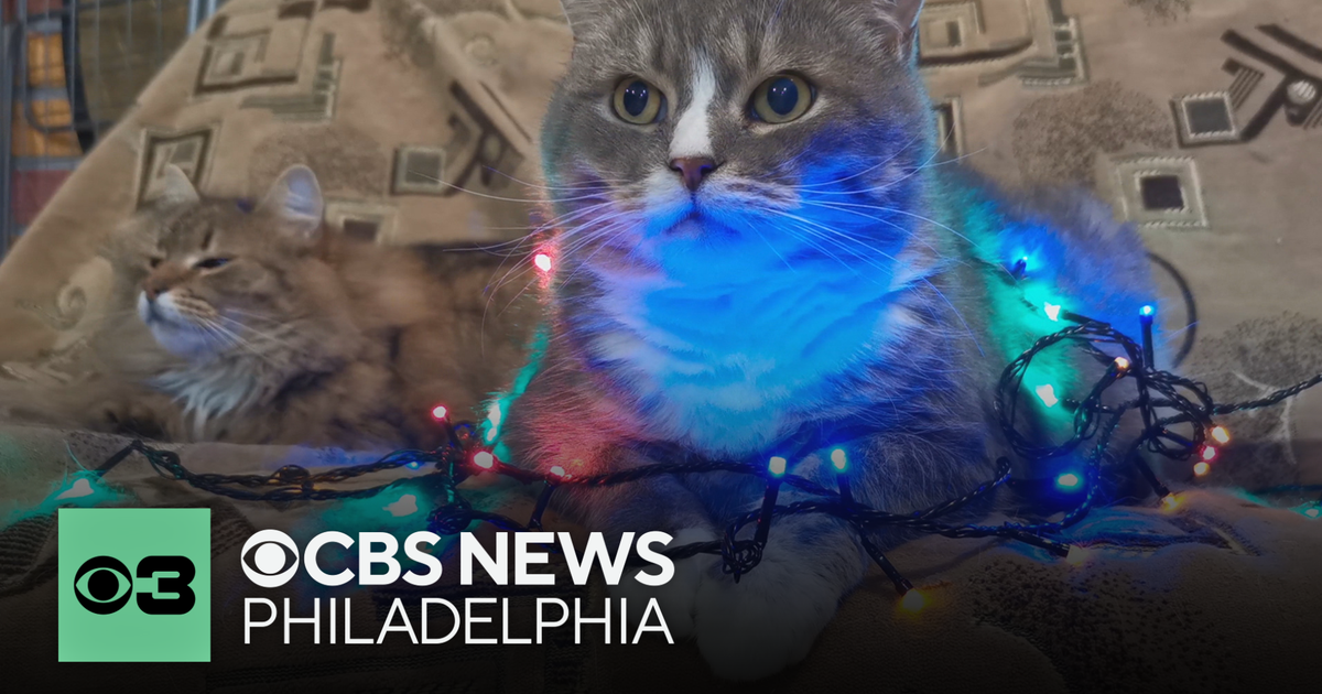Pet-proofing your house for the holidays | Pet Project - CBS Philadelphia