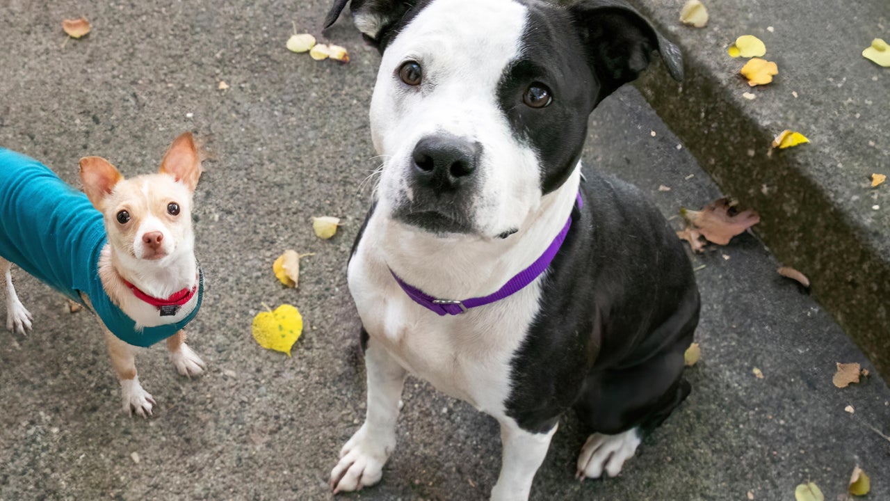 Dogs news - Today’s latest updates - CBS News
