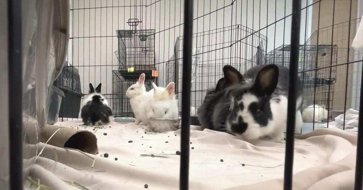 Placer SPCA rescues more than 100 bunnies from Roseville home - CBS ...