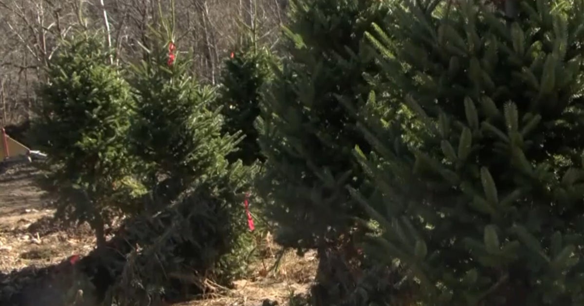 North Carolina's Christmas trees impacted by Hurricane Helene - CBS News