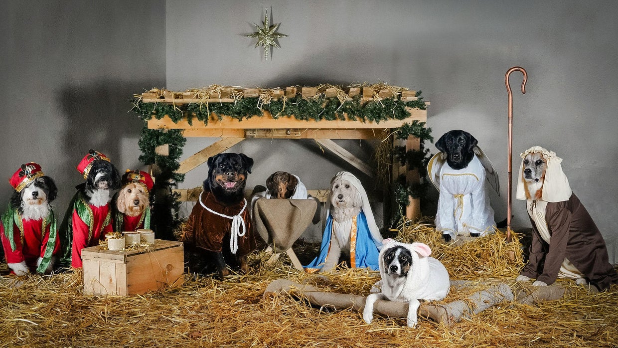 Here's how a viral dog nativity scene came together in Massachusetts ...