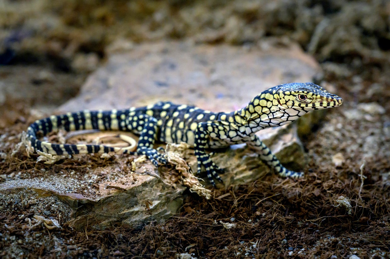 LA Zoo hatches first-ever perentie lizards, one of largest lizard ...