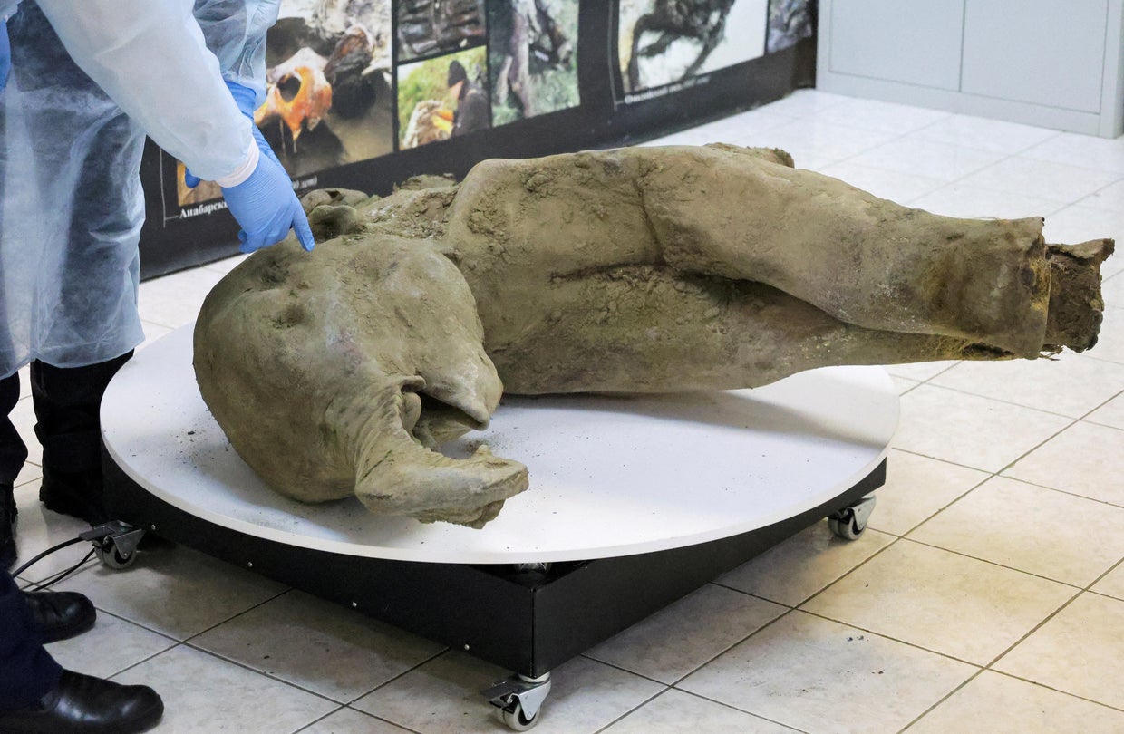 Photos show well-preserved remains of 50,000-year-old baby mammoth ...