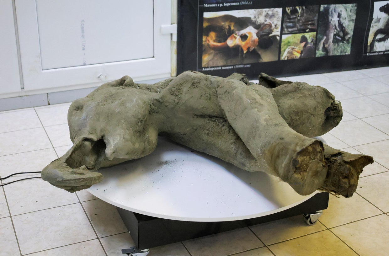 Photos show well-preserved remains of 50,000-year-old baby mammoth ...