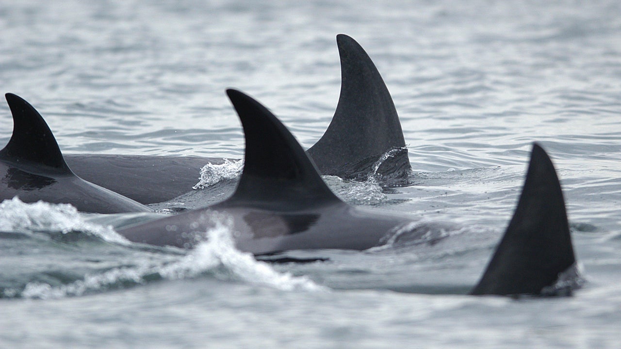 Orca news - Today’s latest updates - CBS News