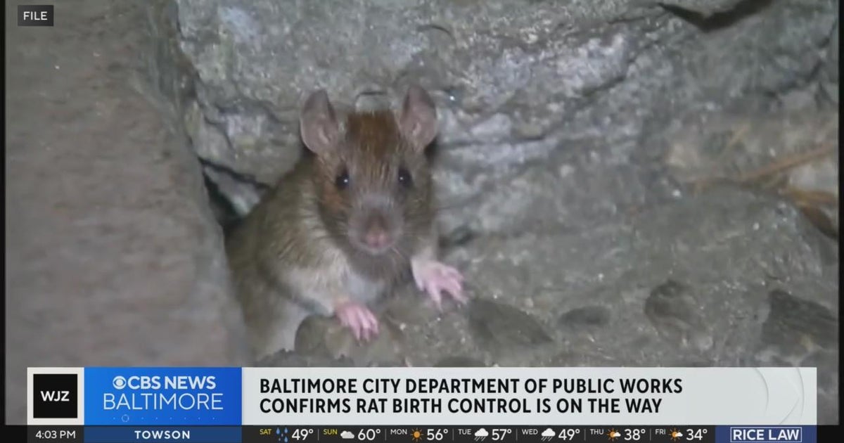 Rat birth control is coming to Baltimore City - CBS Baltimore