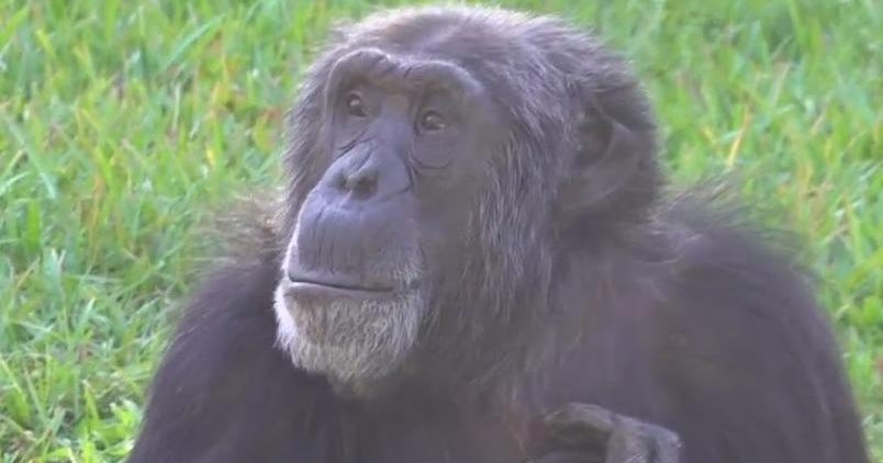 Zoo Miami Takes Precautions During Cold Days Cbs Miami