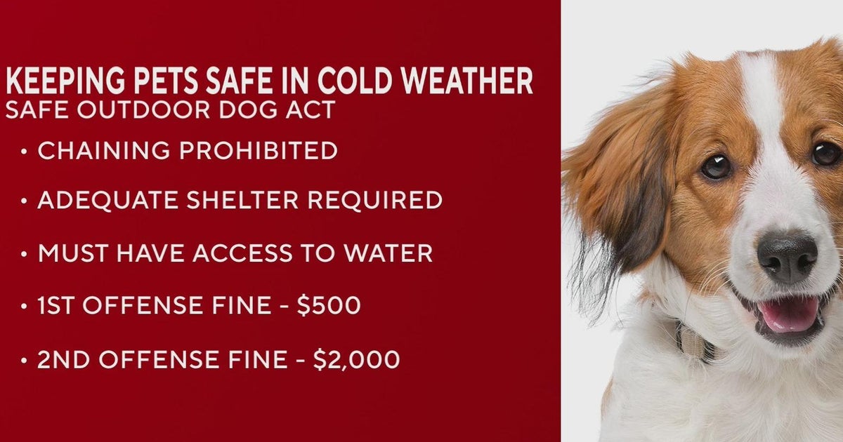Keeping pets safe in cold weather: the Safe Outdoor Dog Act - CBS Texas