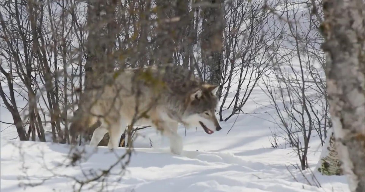 Efforts underway to stop Colorado wolf reintroduction with vote - CBS ...