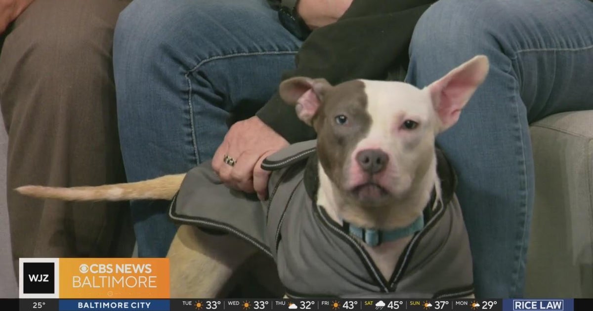 Meet Lenore, she is available for adoption at the MD SPCA - CBS Baltimore